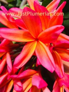 Just Plumeria – Hawaiian Hybrid Cuttings – Hawaiian hybrid cuttings at ...