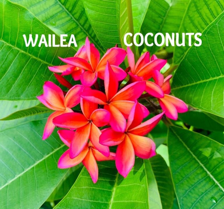 Just Plumeria – Hawaiian Hybrid Cuttings – Hawaiian hybrid cuttings at ...