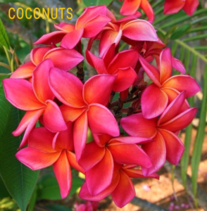 Just Plumeria – Hawaiian Hybrid Cuttings – Hawaiian hybrid cuttings at ...